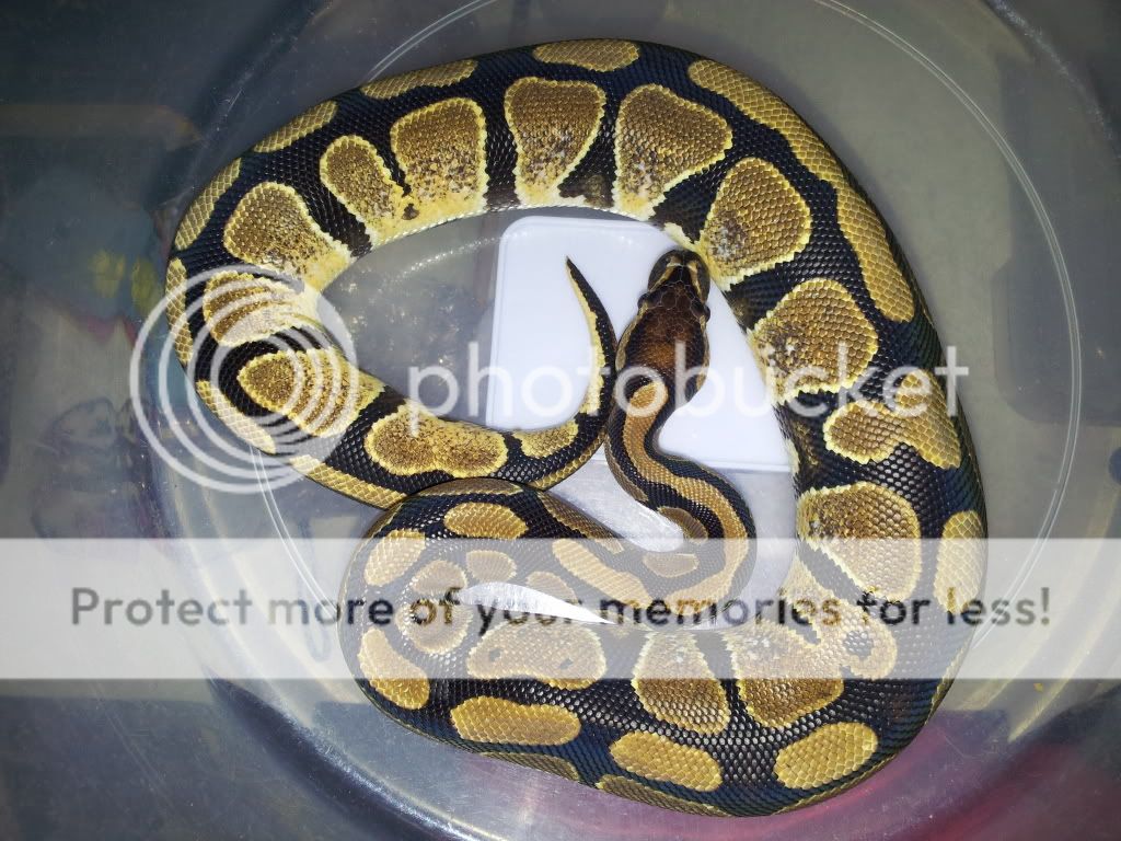Royal Python colour change | Reptile Forums