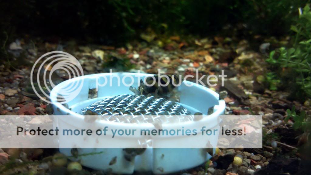 DIY: Snail Collector - (Assassin snail used for example) | The Planted ...