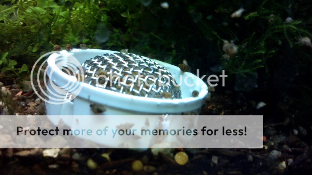 DIY: Snail Collector - (Assassin snail used for example) | The Planted ...